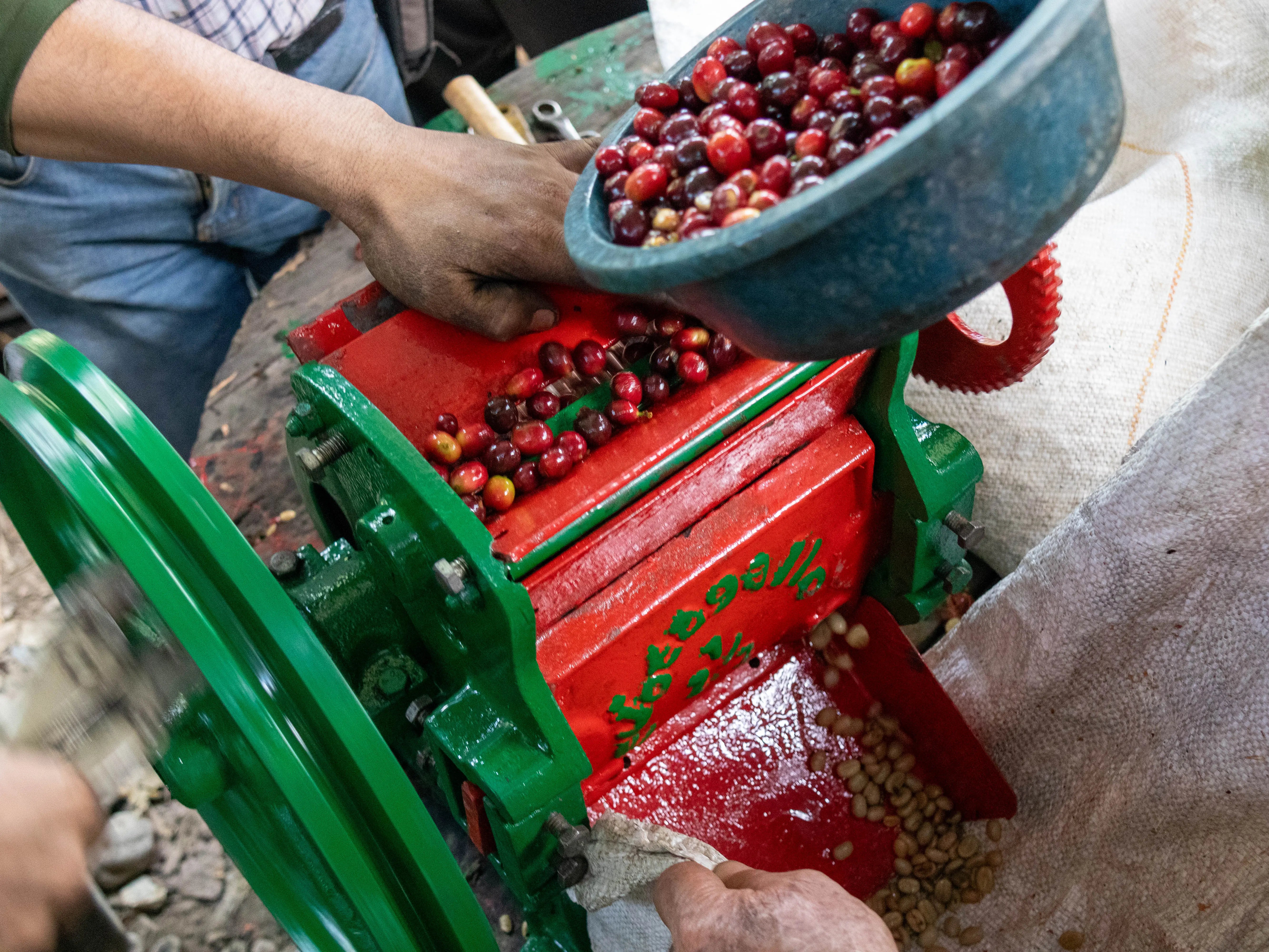 THE IMPORTANCE OF DEPULPING: DEVOCIÓN CONDUCTS A WORKSHOP FOR THE ...