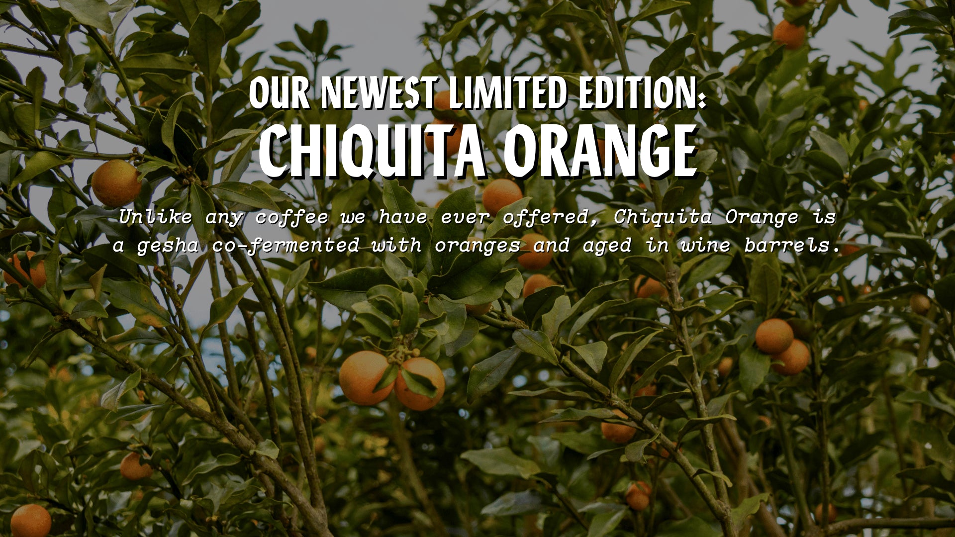 Devoción Coffee | Farm-Fresh Specialty Colombian Coffee